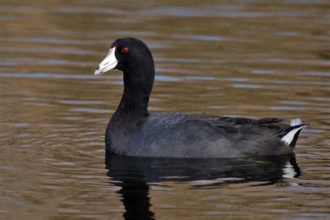 Лысуха фото и описание птицы Обитание питание размножение