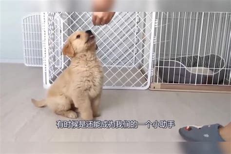 鹦鹉把萌娃当自己孩子，简直操碎了心，网友比亲妈还谨慎