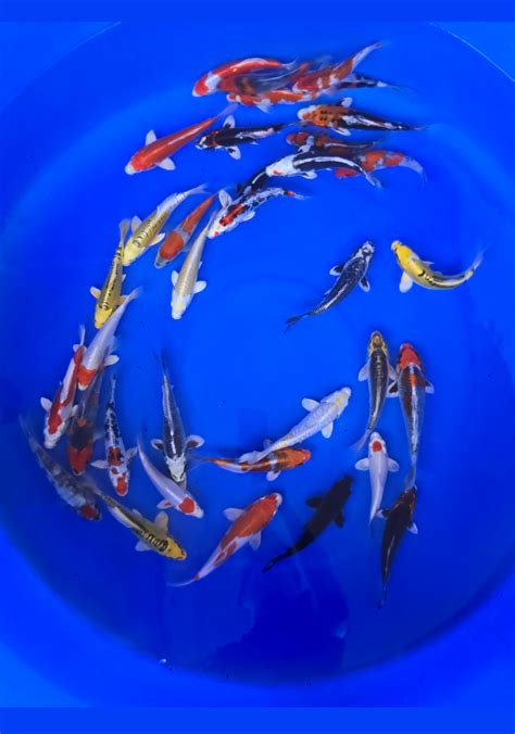 Aoki Tosai Mix Koi Water Barn Dubai