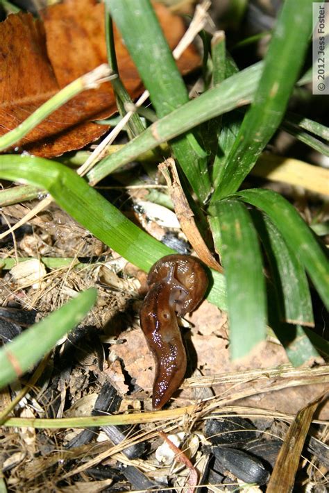 Sluggin Along Mating Slugs Unsuccessful Sperm Exchange