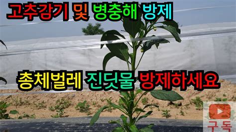트리플 X 고추 역시 키가 큽니다 고추 감기[세균성 병해] 및 총체벌레 진딧물 방제 하세요 농사브이로그 고추농사 진딧물