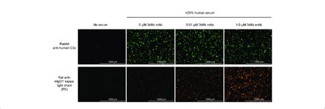 Complement Activation And C3d Deposition In The Hmec Assay Anti C3 Download Scientific