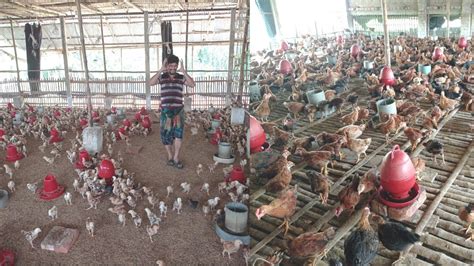 মুরগী পালন পদ্ধতি সোনালী হাইব্রিড ৩৫ তম দিন। Poultry Farming Techniques 35 Day Youtube