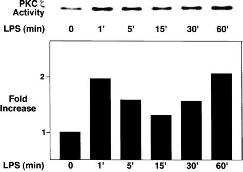 Lps Activates Pkc Over An Extended Time Course Alveolar Macrophages