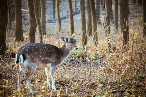 ReproducciÓn De Los MamÍferos Proceso Y órganos