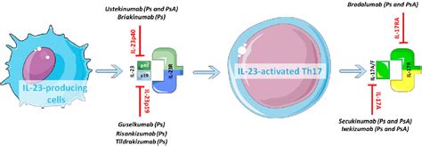 Figure 1 From Role Of The Il 23il 17 Axis In Psoriasis And Psoriatic