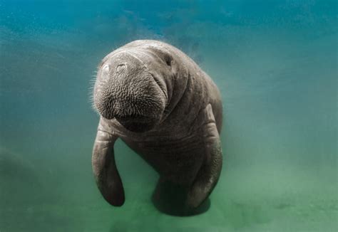 Take A Day Trip To Apollo Beach To See Manatees Adventure Awaits
