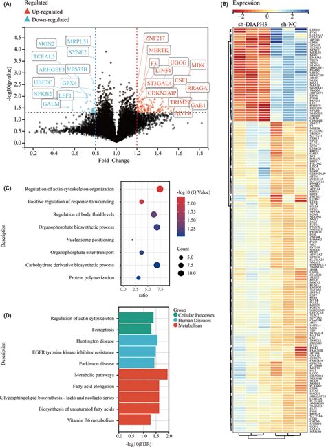 Differentially Expressed Proteins In Tmt‐based Quantitative Proteome