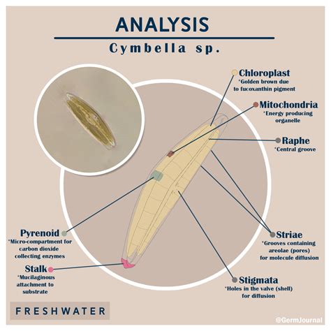 Freshwater Diatoms Labeled