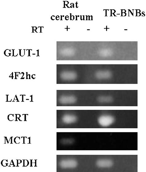 Mrna Expression Of Influx Transporters In Tr Bnbs Download Scientific Diagram