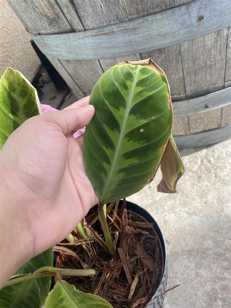Can You Please Help Me Identify This Plant And How To Care For It R