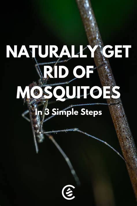 Get Rid Of The Annoying Mosquitoes In Your Yard Artofit