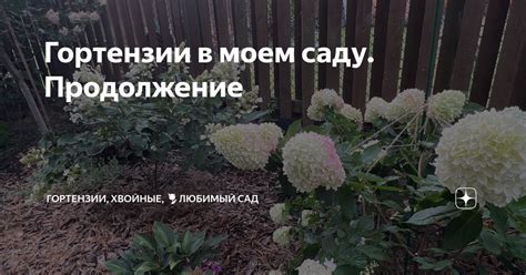 Гортензии в моем саду Продолжение Гортензии хвойные 🌷любимый сад Дзен
