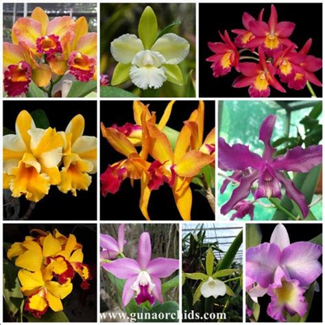 Get More For Your Money With Our Combo Packs Of Orchids Orchids Combo