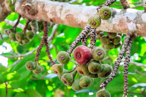 Premium Photo Ficus Auriculata Fruit