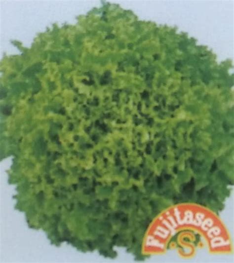 ロログリーン 2ml 栽培用 種子 藤田 野菜・果物の種その他の葉菜類【種】なら、みつのぶ