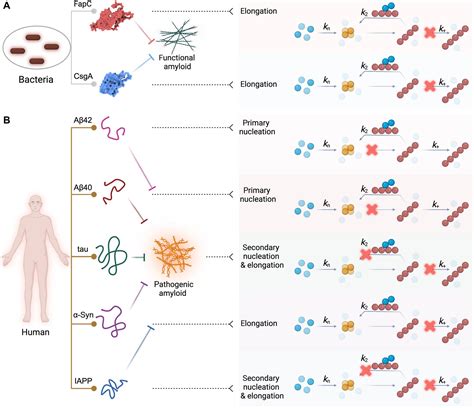 A Protein Produced By The Pathogenic Science Advances Facebook