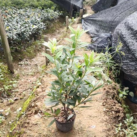 浙江金华市高度：30~50公分杜鹃大杯苗杜鹃大杯苗价格杜鹃大杯苗图片 中国苗木网
