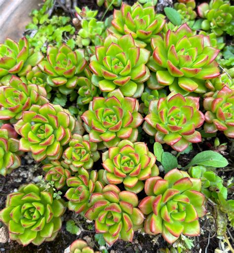 【初心者にもおすすめ】育てやすい多肉植物5選 きゃねちゃんず