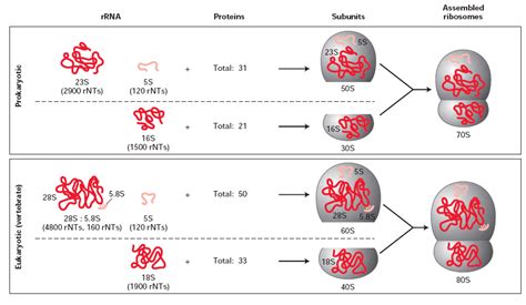 Difference Between 70s And 80s Ribosomes Prokaryotic Vs Eukaryotic