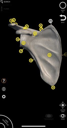 Scapula and Clavicle Flashcards | Quizlet