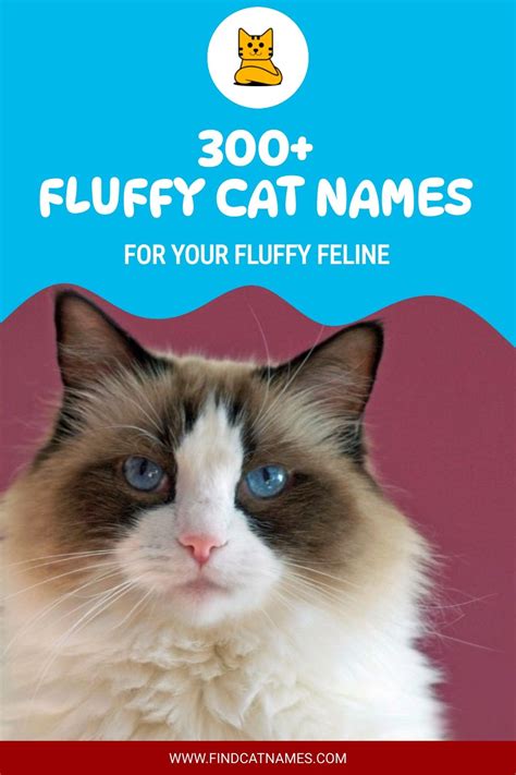 100 Aesthetic Cat Names For Your Beautiful Kitty Artofit