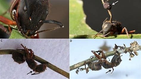 Fungus That Turns Hosts Into Zombies Manipulates Ants To Die On Colony