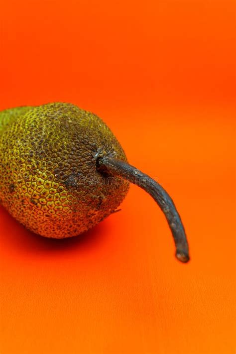 Cempedak Or Artocarpus Integer Isolated On Orange Background Stock