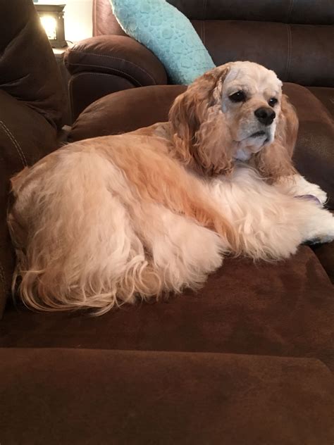 Pin On Merry Cadence American Cocker Spaniel