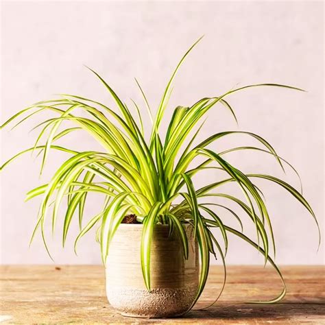 How To Care For Spider Plants From Placement To Watering Ideal Home