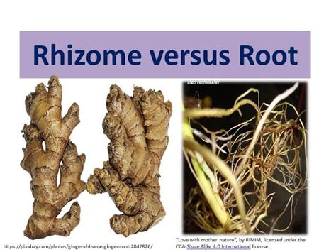 Rhizomes And Roots
