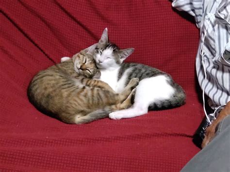 ありんこ On Twitter Mero627puri914 うちにもキジトラ女子おります キジトラじゃないのも1名写り込んでますが セットでお届けいたします