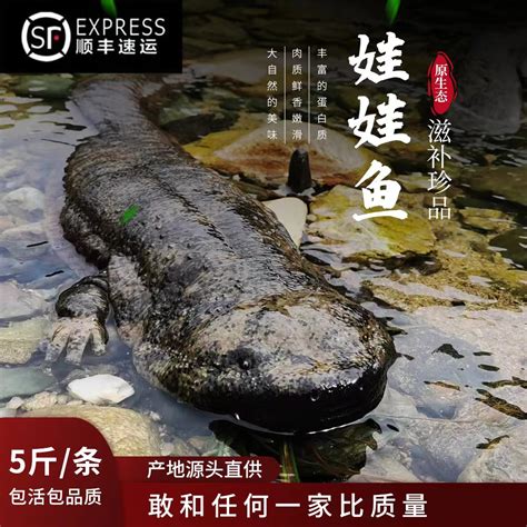 5斤一条娃娃鱼鲜活食用养殖大鲵活体生鲜水产淡水冷滋补顺丰包邮 虎窝淘