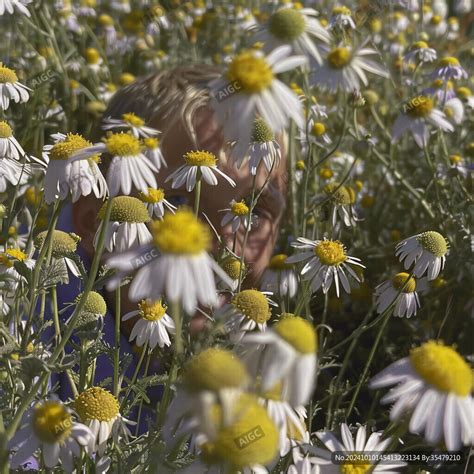 Ai创作图鲜花草地孩子 花丛女人背影 百花丛中的小女孩 花丛中的女人 花丛中的女性 花朵与人类 雏菊之田野 葵花地里的女人 花下拍照的人 质朴顽强野生洋甘菊 女人在花丛中 洋甘菊系列 花海中的