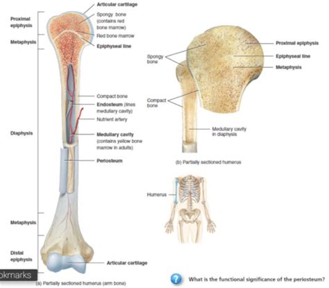 Nutrient Canal Of Humerus