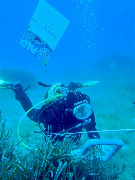 Mallorca Island Seacology