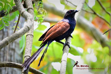 Sl Birds ඇටි කුකුළා විද්‍යාත්මක නාමය Centropus