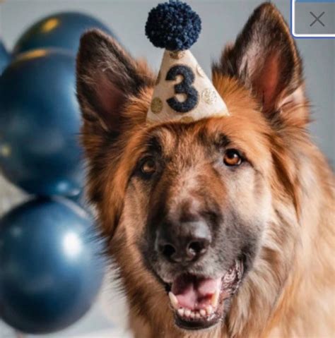 Dog Birthday Hat Pet Party Hat Dog 1st Birthday Puppy Etsy