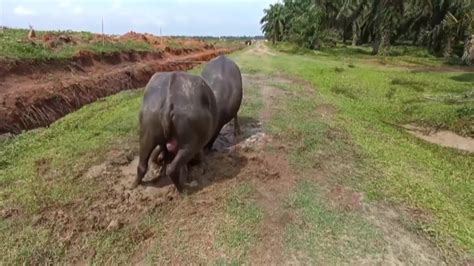 Pertarungan Kerbau Jantan Di Hutan Youtube