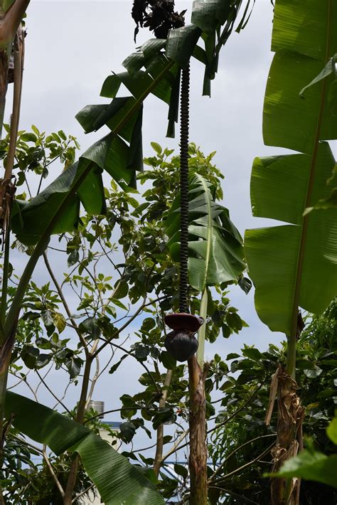 Bong Moms Cookbook Kashundi Narkol Mocha Banana Blossoms With