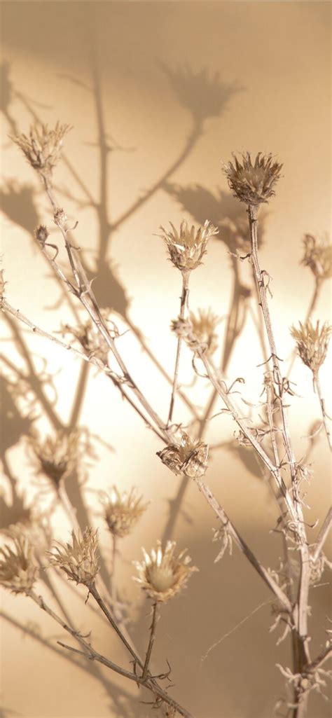 Beige Aesthetic Wallpaper 70 Pretty Styles