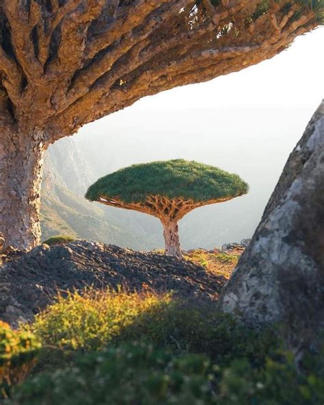 أشجار دم الأخوين تفرز عصارة حمراء وتقول الأسطورة المحلية أنها نبتت من د