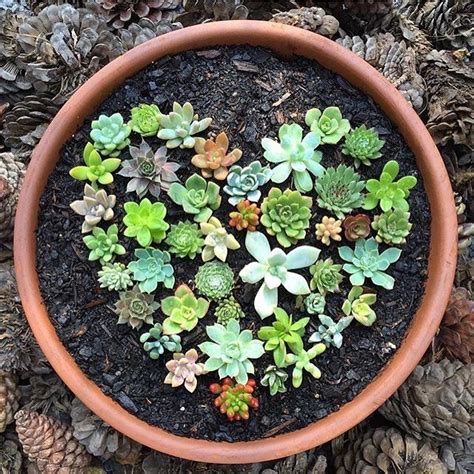 The Succulent Source On Instagram Amazing Designs By