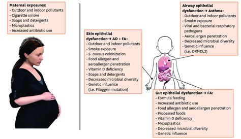 Figure Perinatal Factors Contributing To The Development Of Atopy