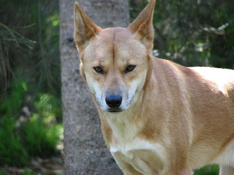 Dingo Hd Wallpaper