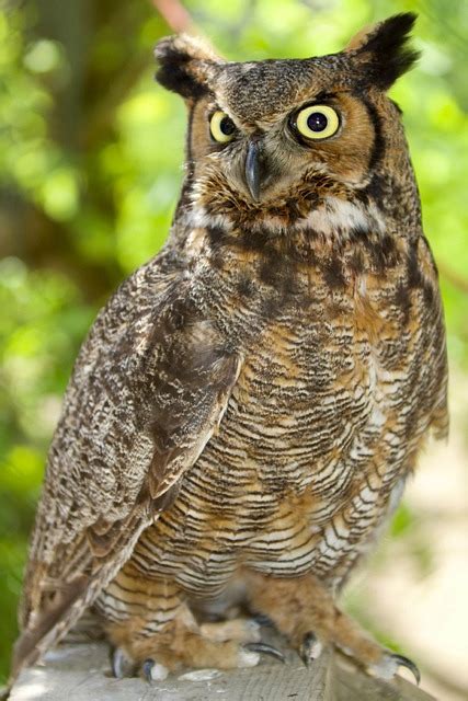 High Resolution Great Horned Owl