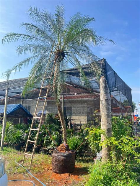 ต้นสิบสองปันนา Ennxo