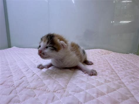 코리안숏헤어 반달이 소형강아지종류 브숏 말티슈 푸들성격 꼬똥드툴레아분양 브리더분양 작은강아지 털없는강아지 회색푸들 타이니푸들 키우기쉬운강아지 믹스견종류 풍산개분양 잭러셀