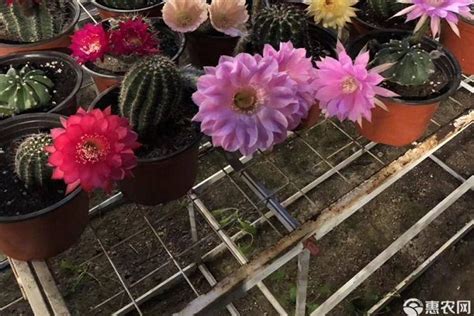 会开花的仙人球品种有哪些？ 惠农网触屏版