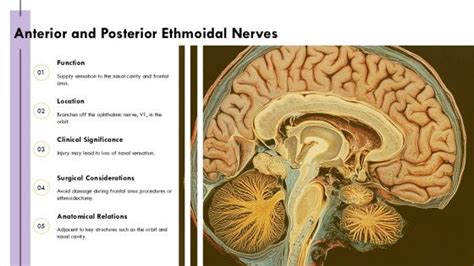 Posterior Ethmoidal Nerve Powerpoint Presentation And Slides Ppt Sample Slideteam